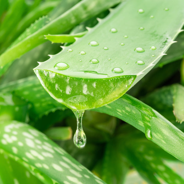 Our A-Z Skincare Ingredients Glossary | JOONBYRD | Joonbyrd
